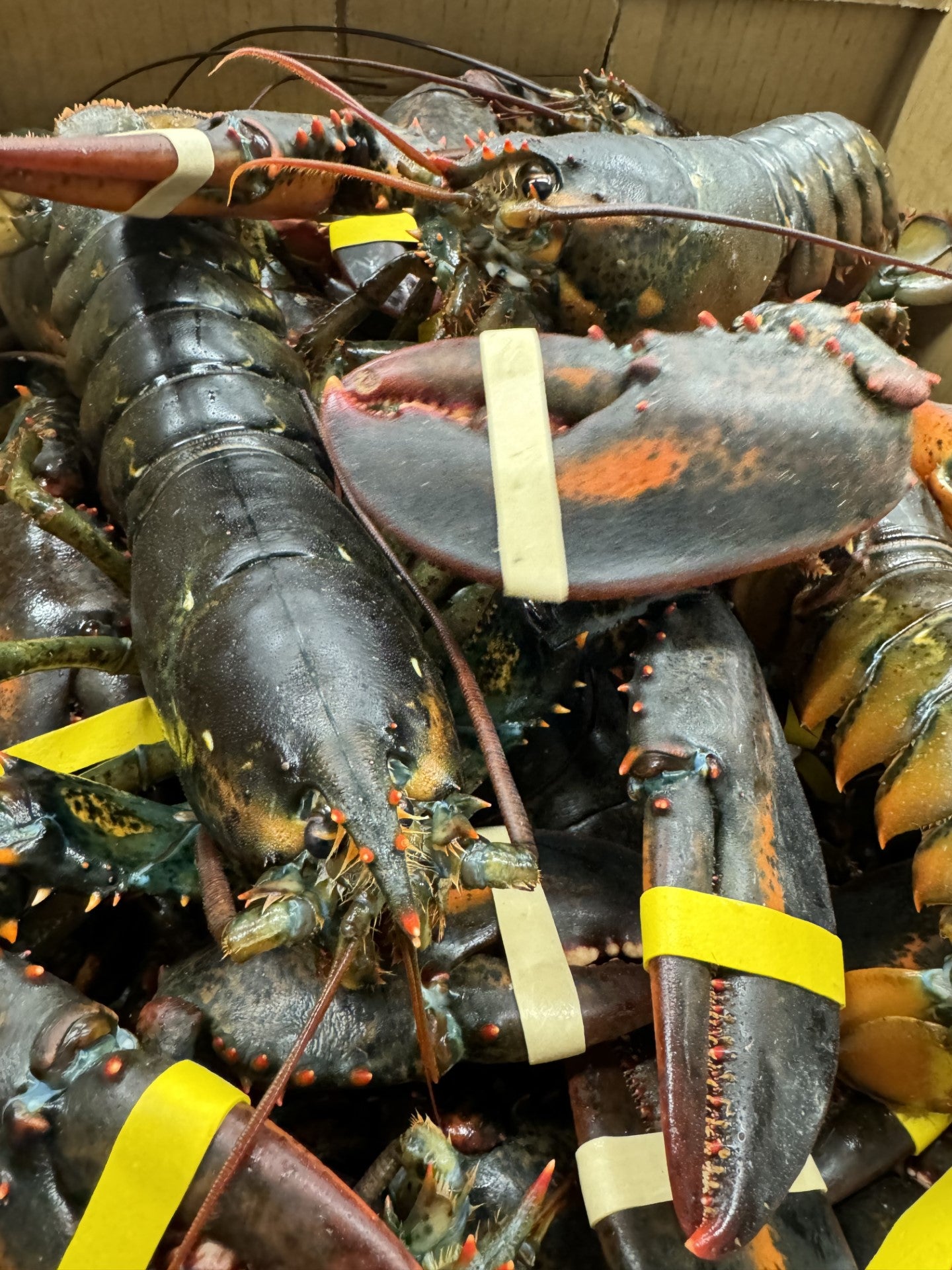 WESTBURY FISH COMPANY- Best Seafood Delivery in NY – Westbury Fish Company