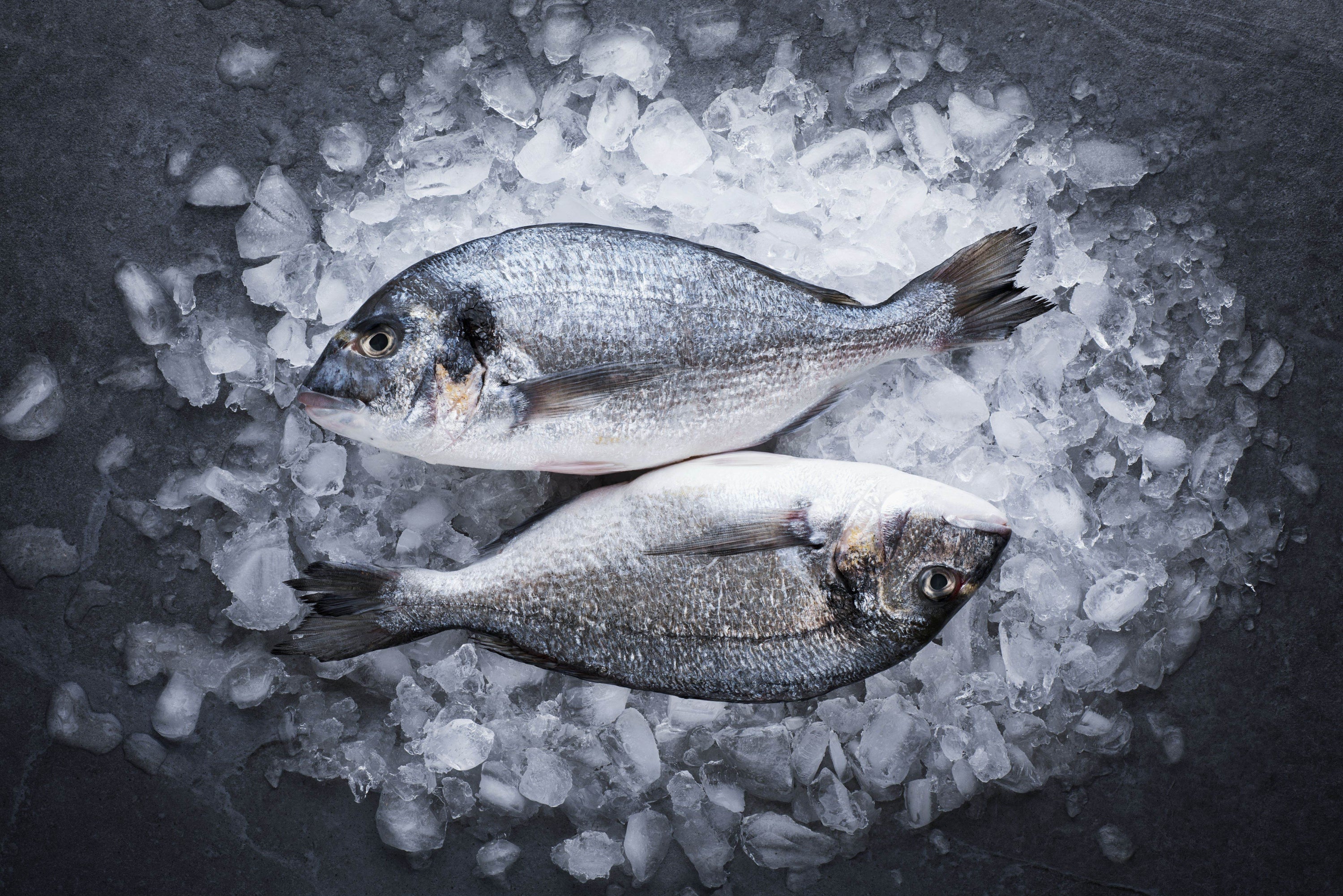 Collections – Westbury Fish Company
